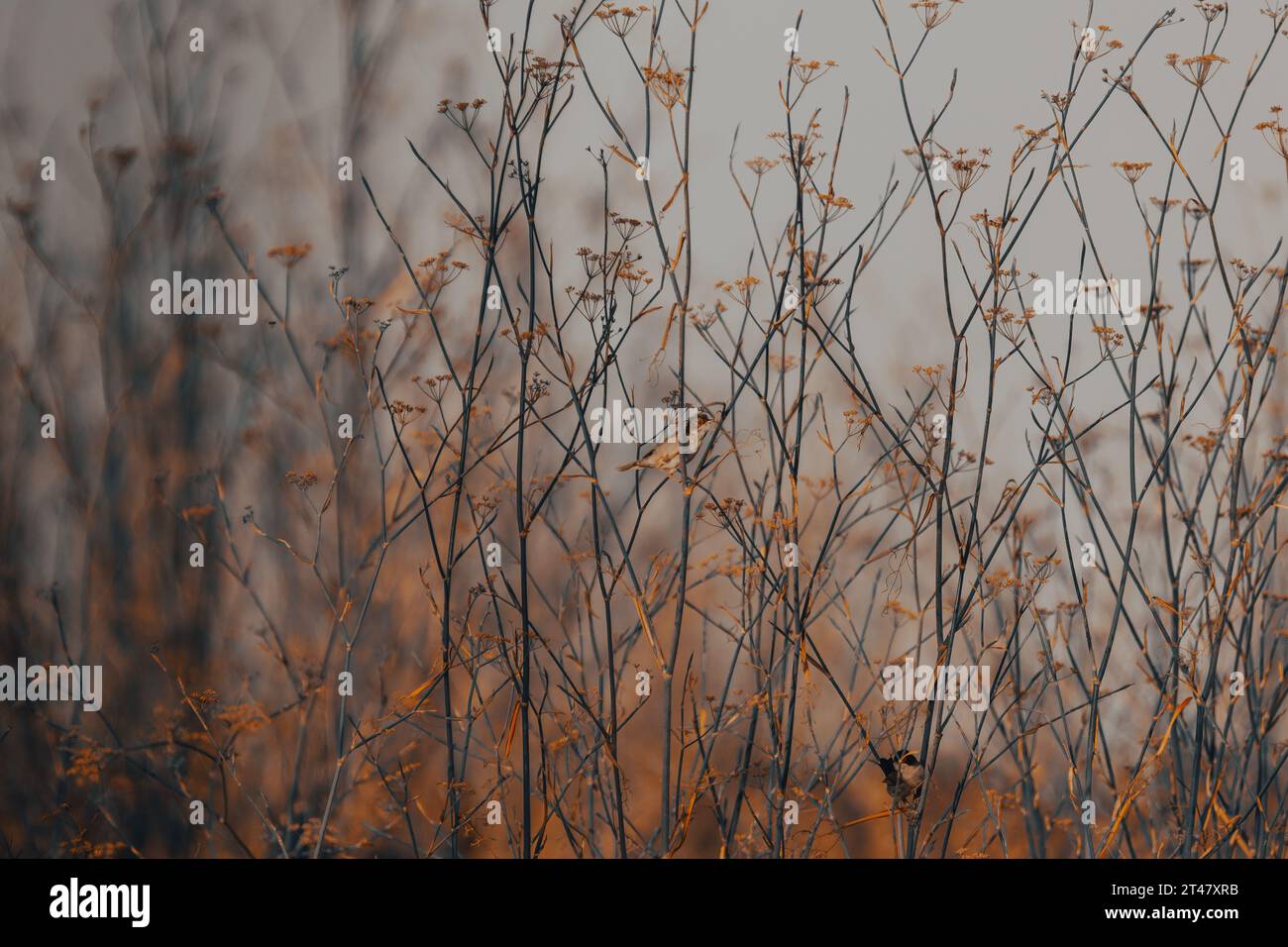 songbirds natural habitat in the grasslands Stock Photo - Alamy