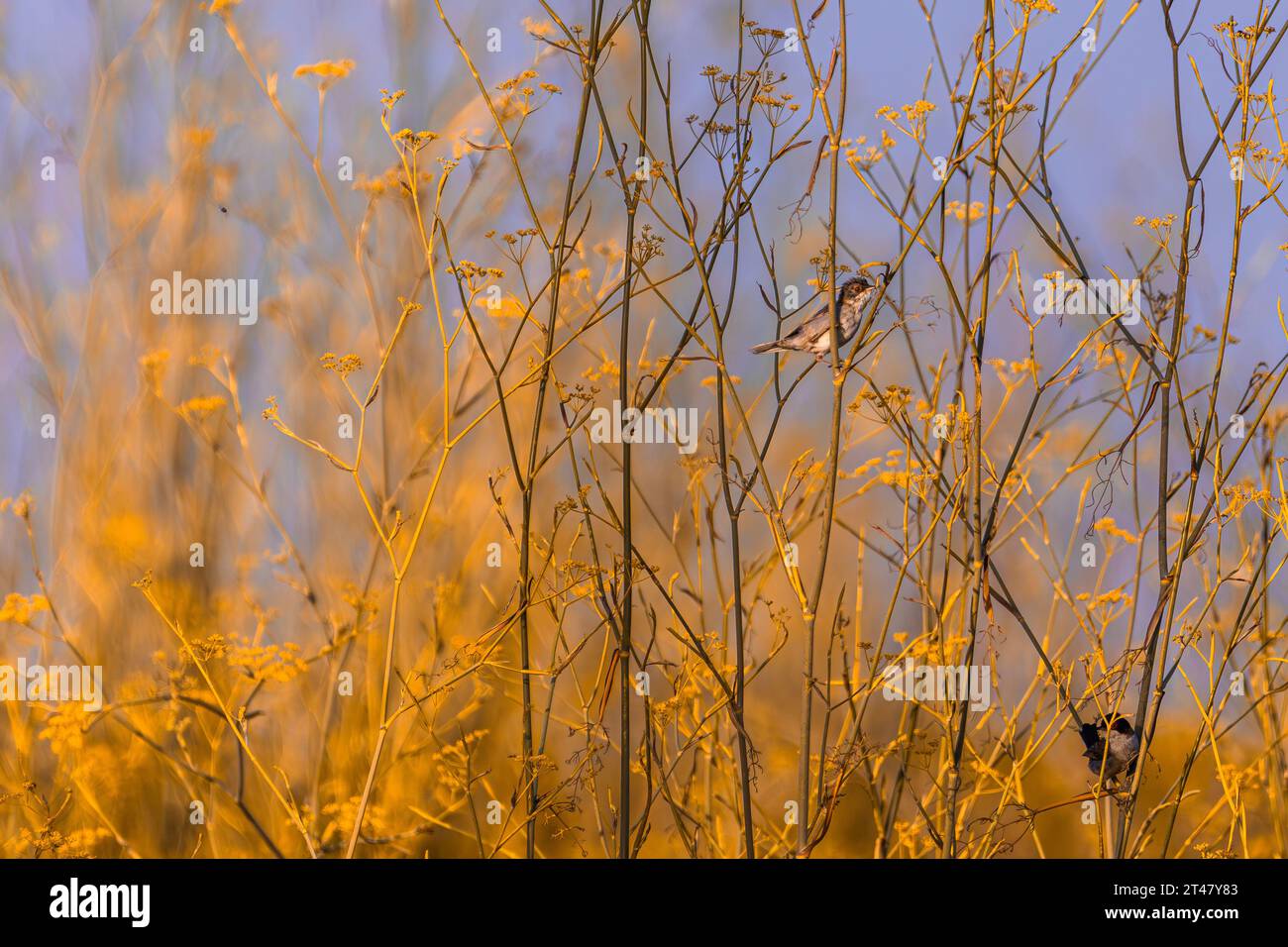Bird in hot grassland close hi-res stock photography and images - Alamy
