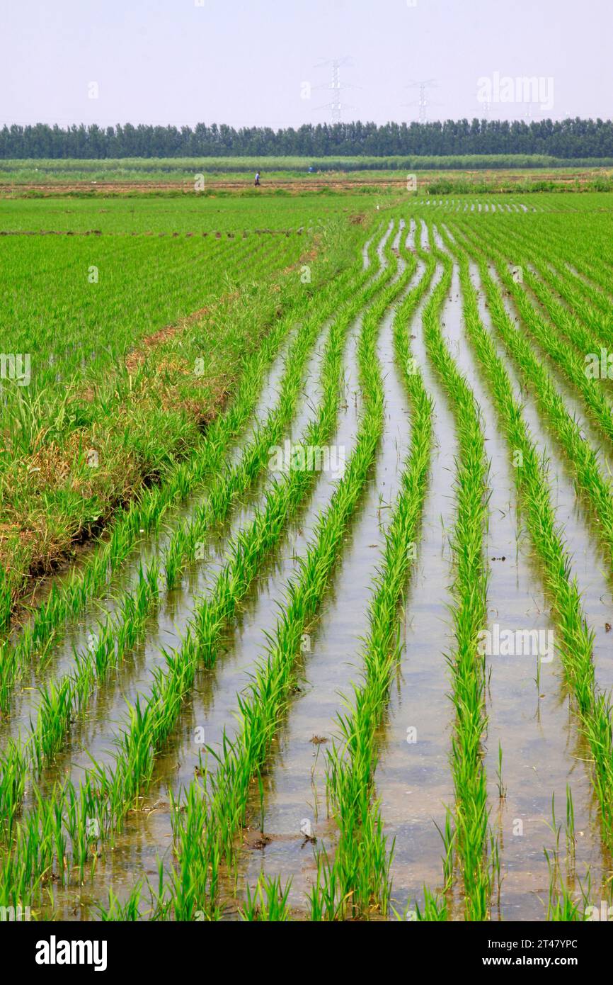 Rice seedlings in the field, closeup of photo Stock Photo - Alamy