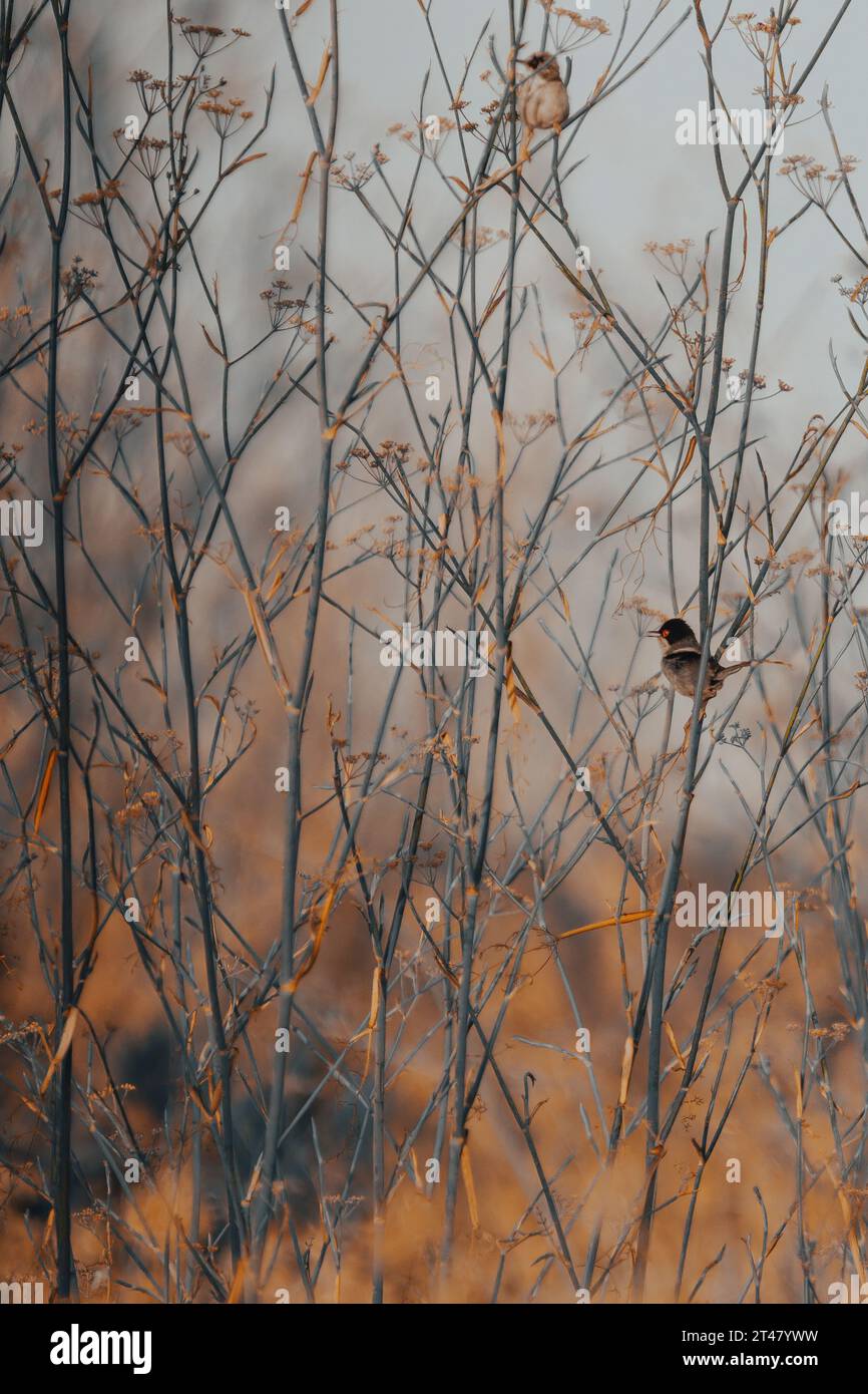 songbirds natural habitat in the grasslands Stock Photo - Alamy