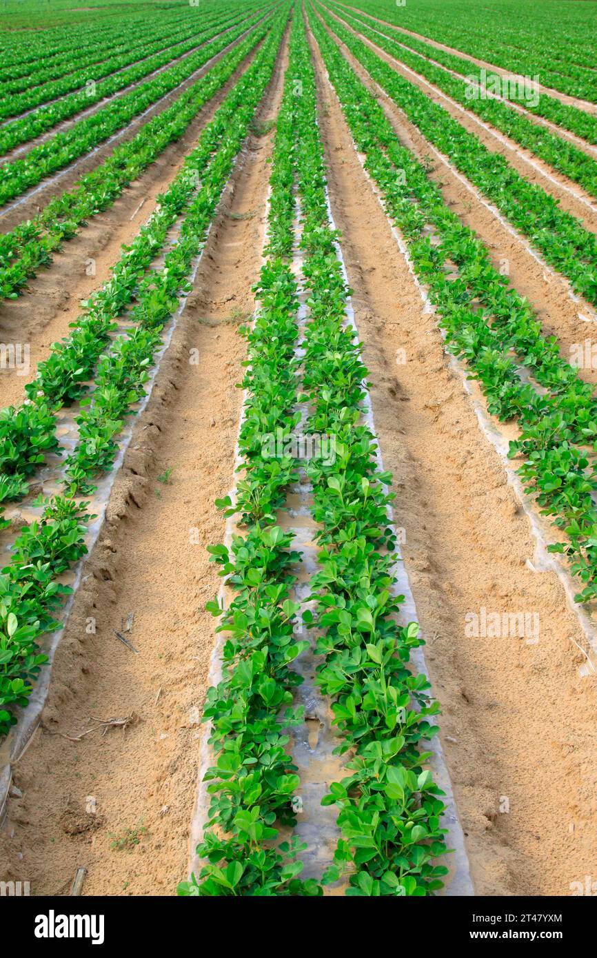 Plastic mulching peanut seedlings in the field Stock Photo - Alamy