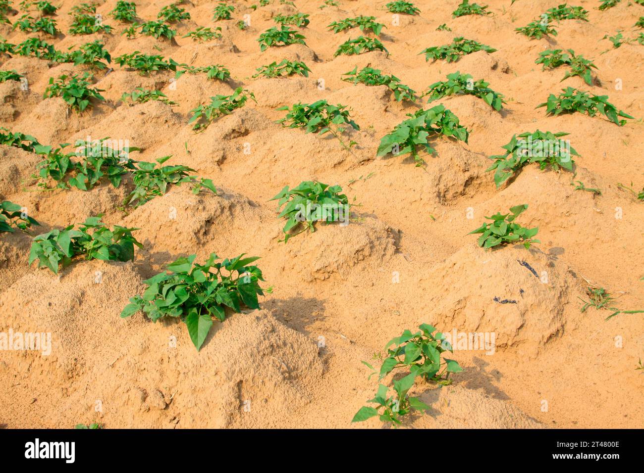 sweet potato in the field Stock Photo - Alamy