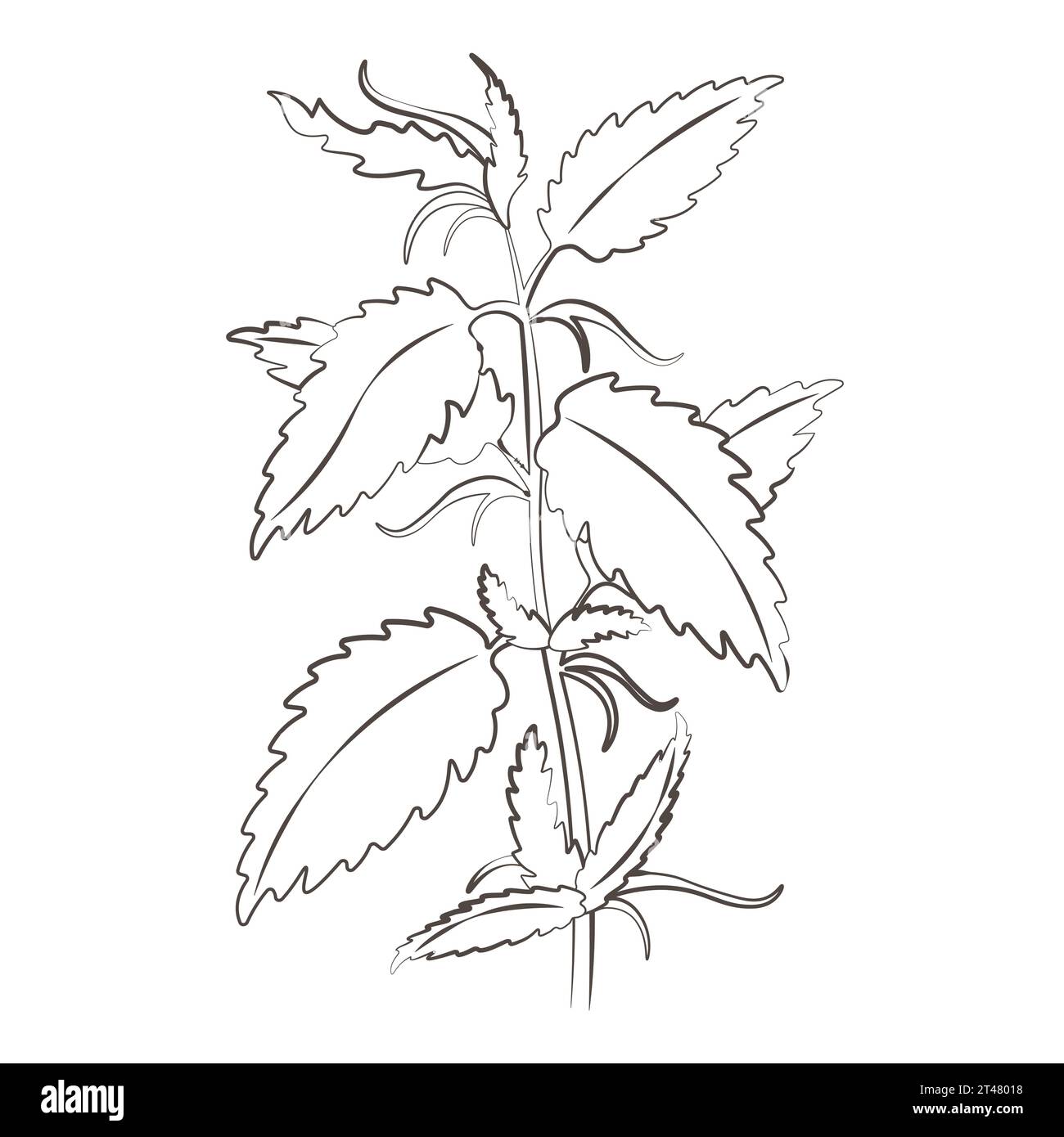 Medicinal plants nettle hand drawn vector transparent background Stock ...