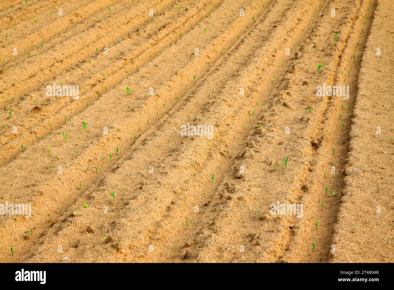 Sand Land, closeup of photo Stock Photo - Alamy