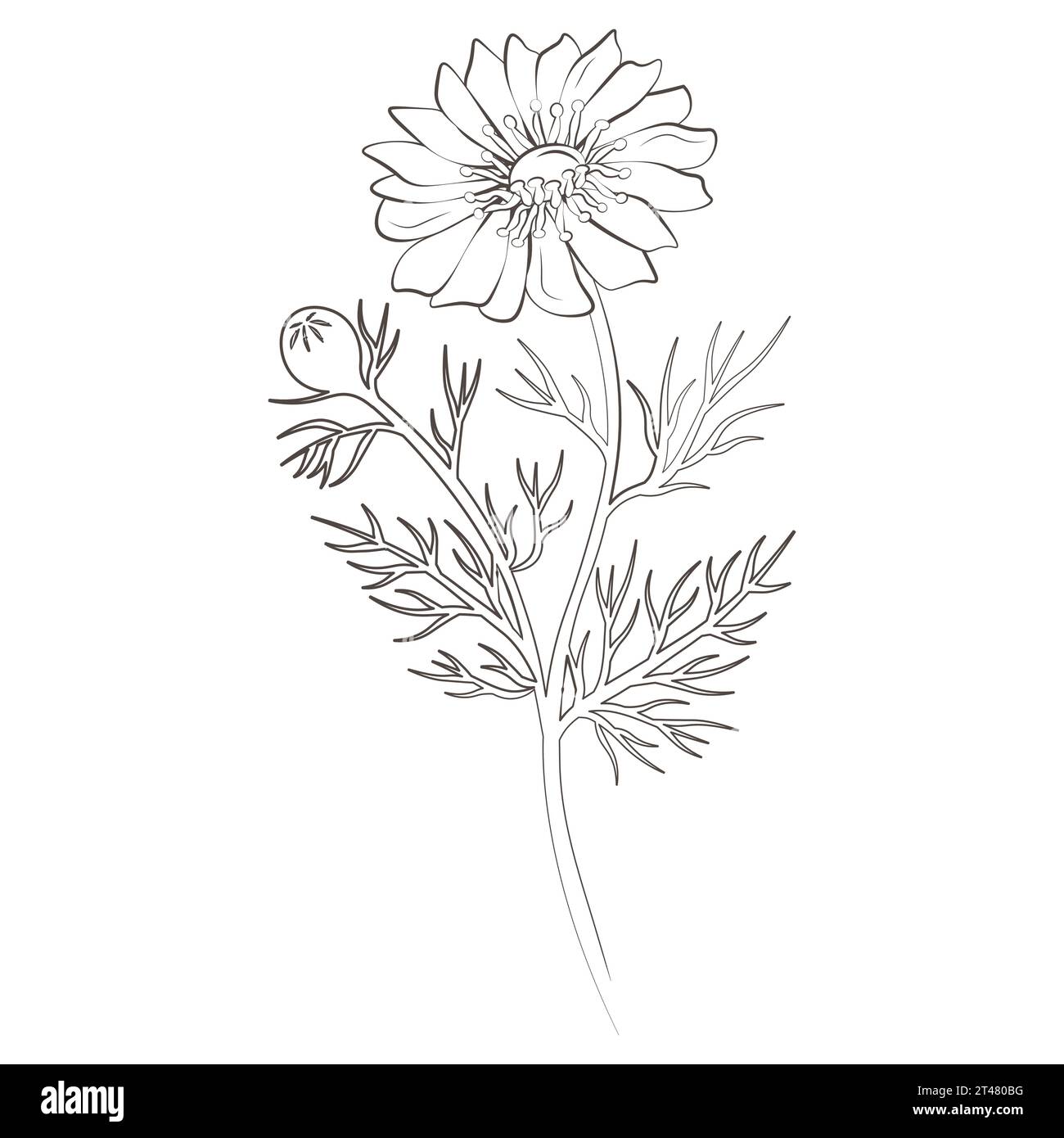 Medicinal plants adonis hand drawn vector transparent background Stock ...