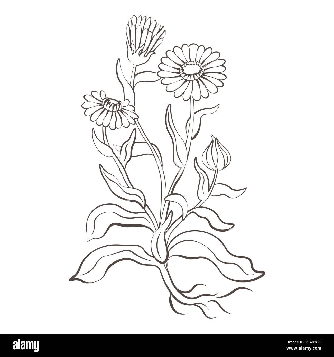 Medicinal plants calendula hand drawn vector transparent background ...