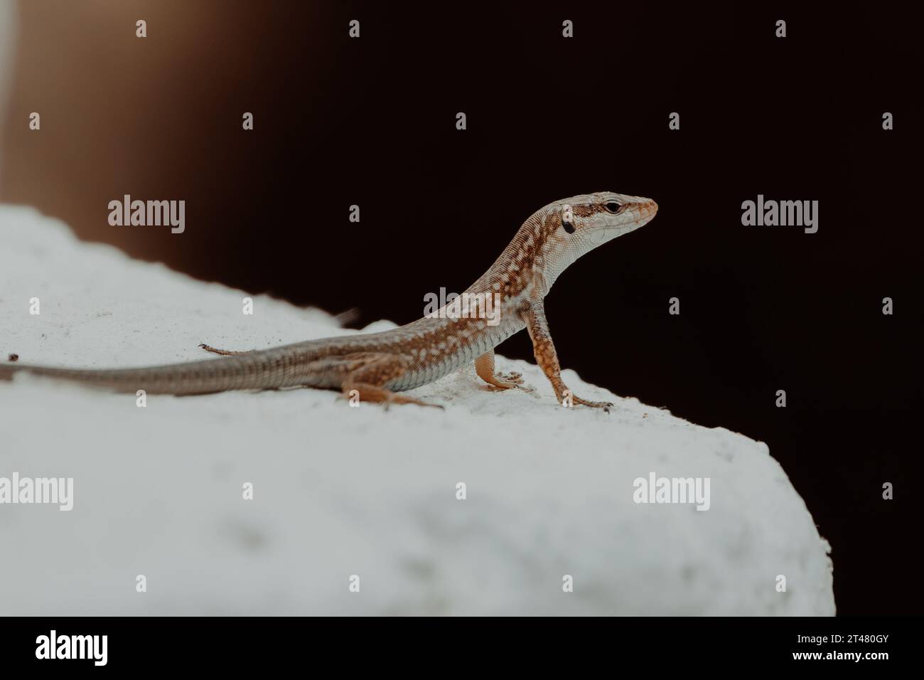 lizard in arid environment Sicily, Italy Stock Photo - Alamy