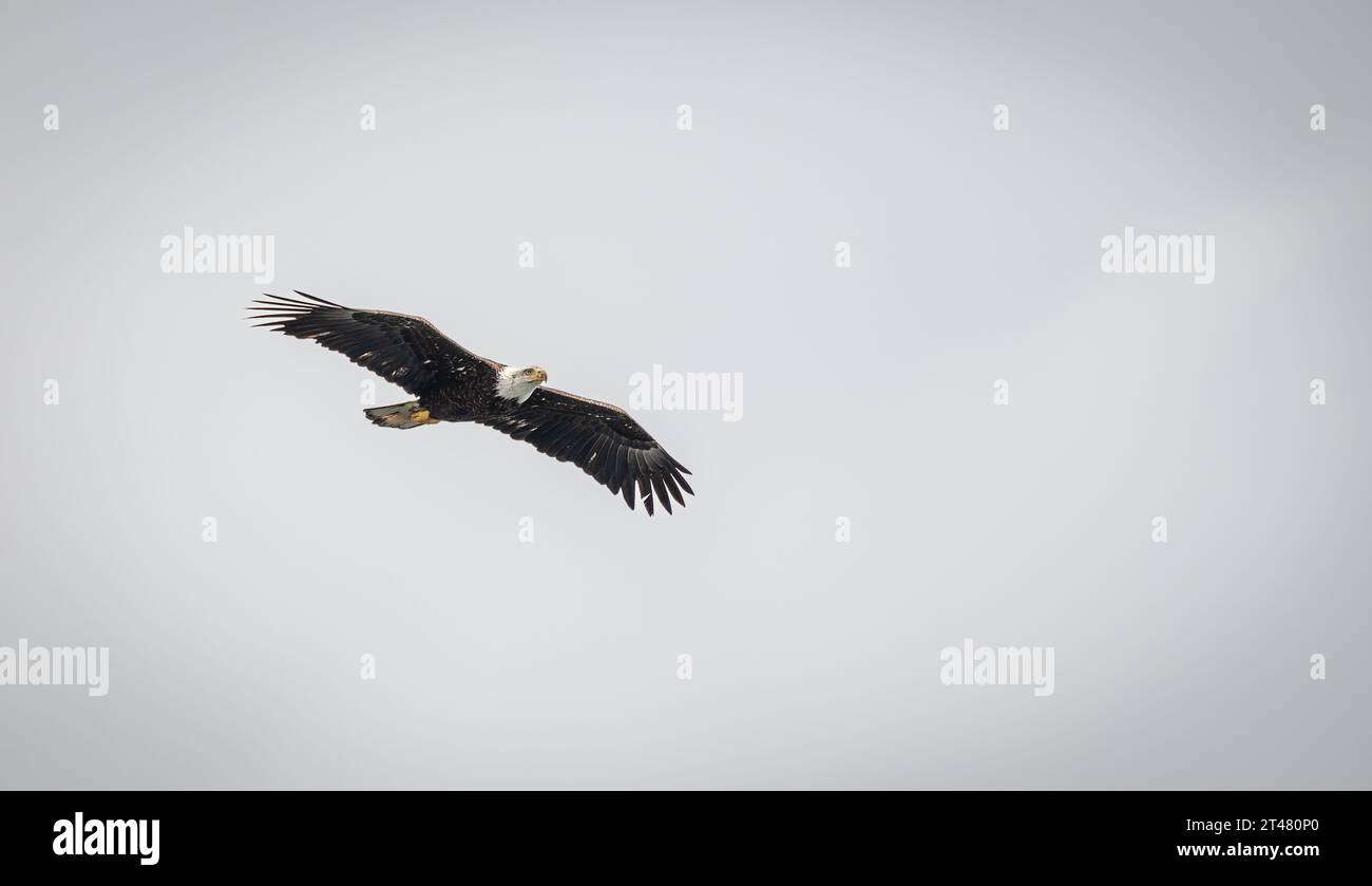 Bald Eagle in Flight, Alaska, USA Stock Photo - Alamy