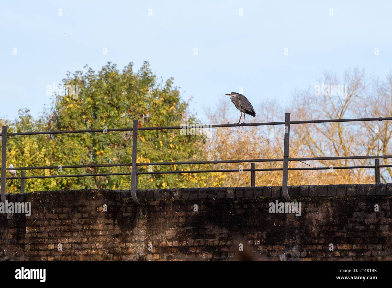 Eton, UK. 29th October, 2023. A heron above the Jubilee River in Eton ...