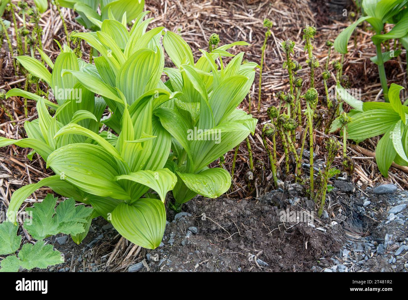 False Hellebore plant in Valdez, Alaska, USA Stock Photo - Alamy