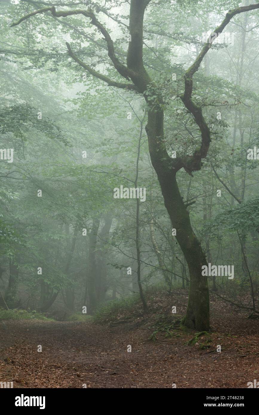 Beautiful foggy forest late Summer landscape image with glowing mist in ...