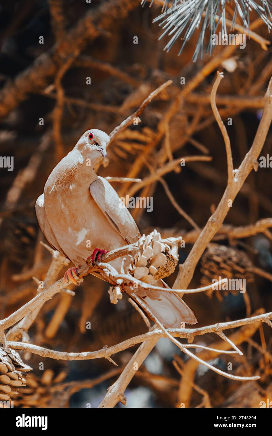 Red eyes pigeon hi-res stock photography and images - Alamy