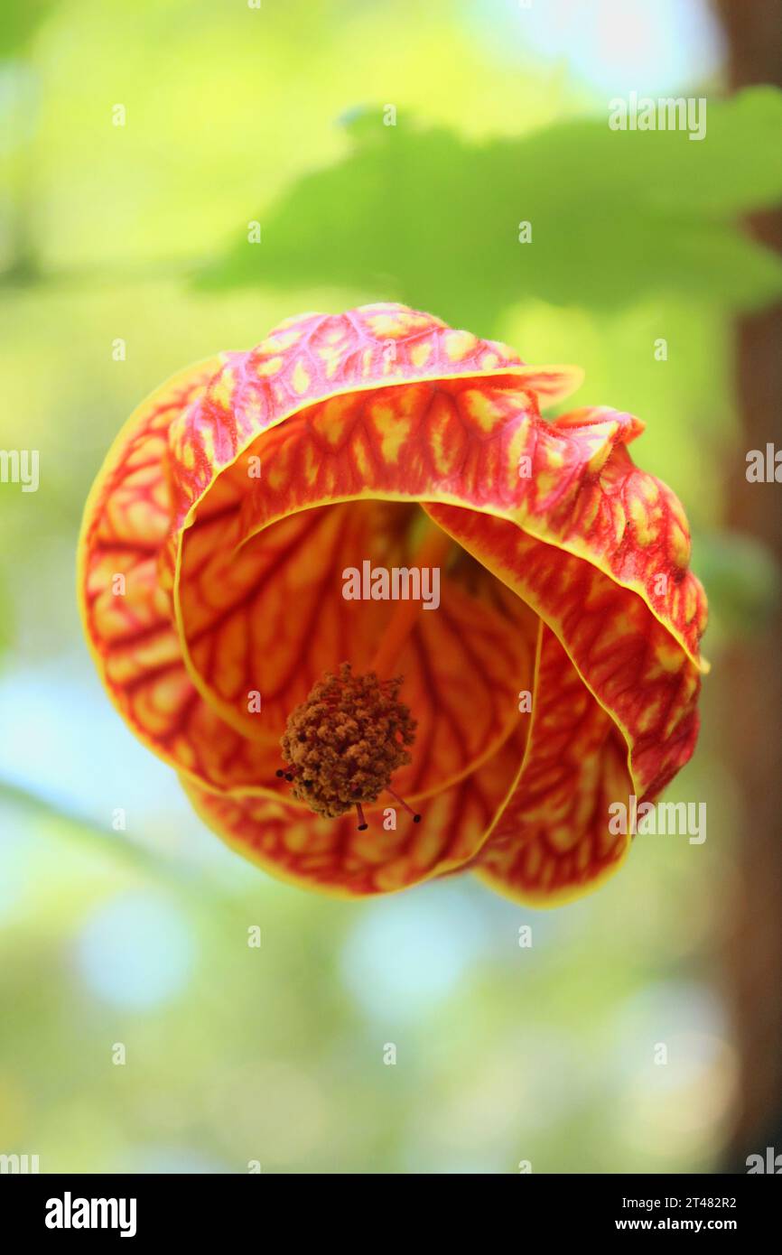 Red flower brazilian plant hi-res stock photography and images - Alamy