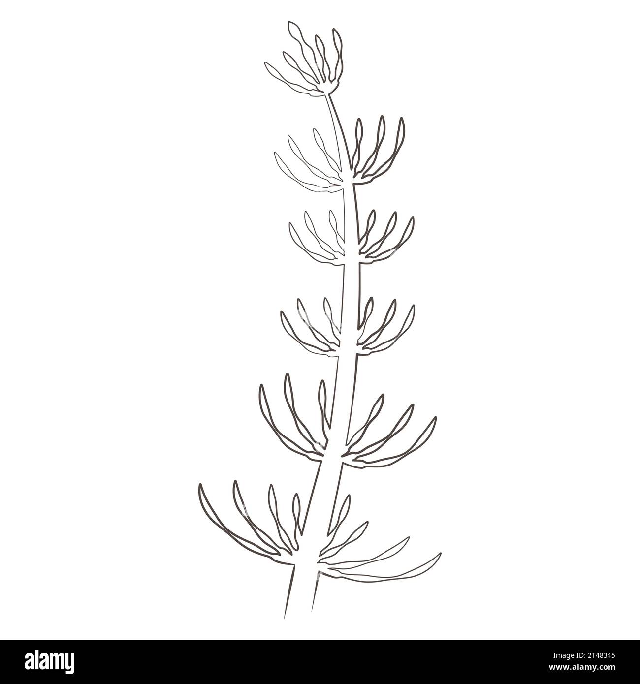 Medicinal plants horsetail hand drawn vector transparent background ...