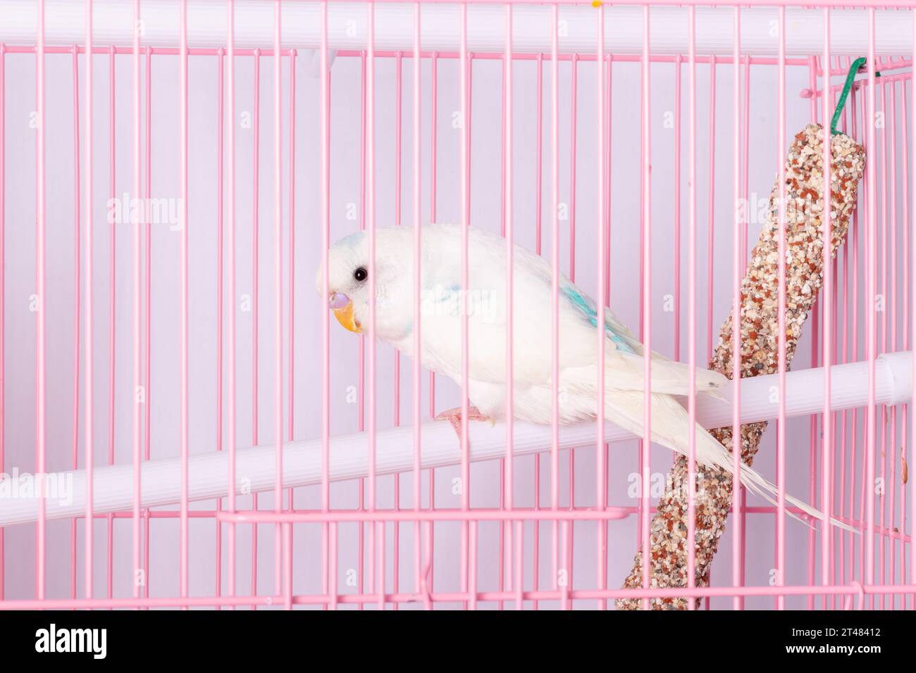 White budgie hi-res stock photography and images - Alamy