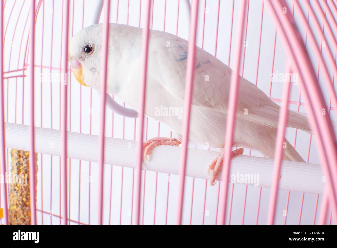 White budgies hi-res stock photography and images - Alamy