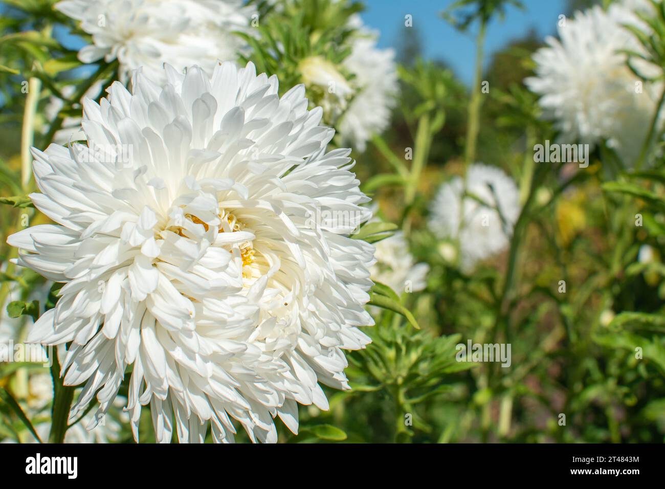 White aster on a flower bed. Flowers in the botanical garden Stock ...