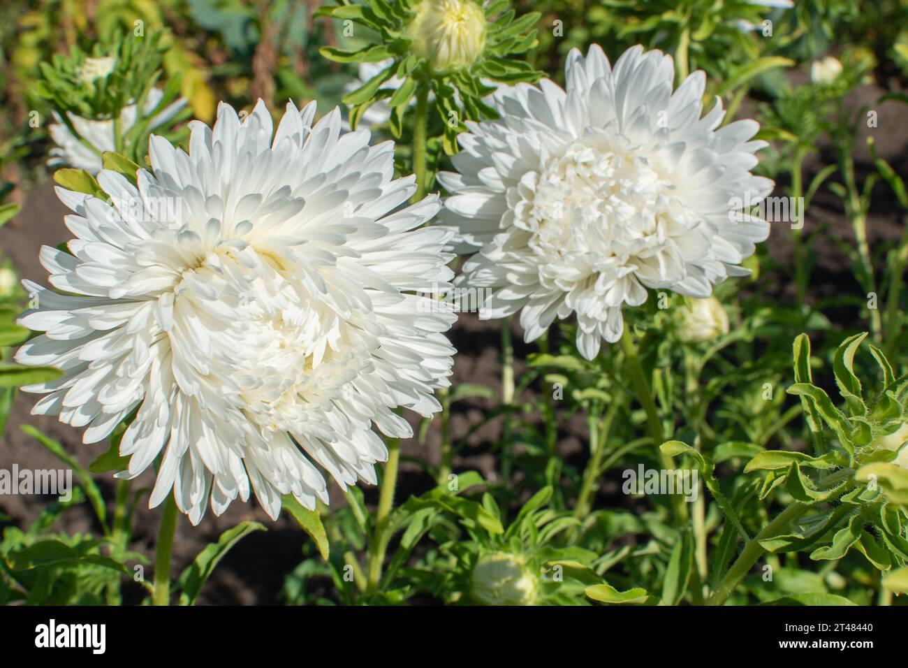 White aster on a flower bed. Flowers in the botanical garden Stock ...