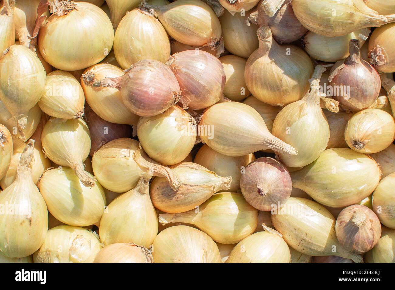 Textured yellow onion background. Harvesting Stock Photo - Alamy