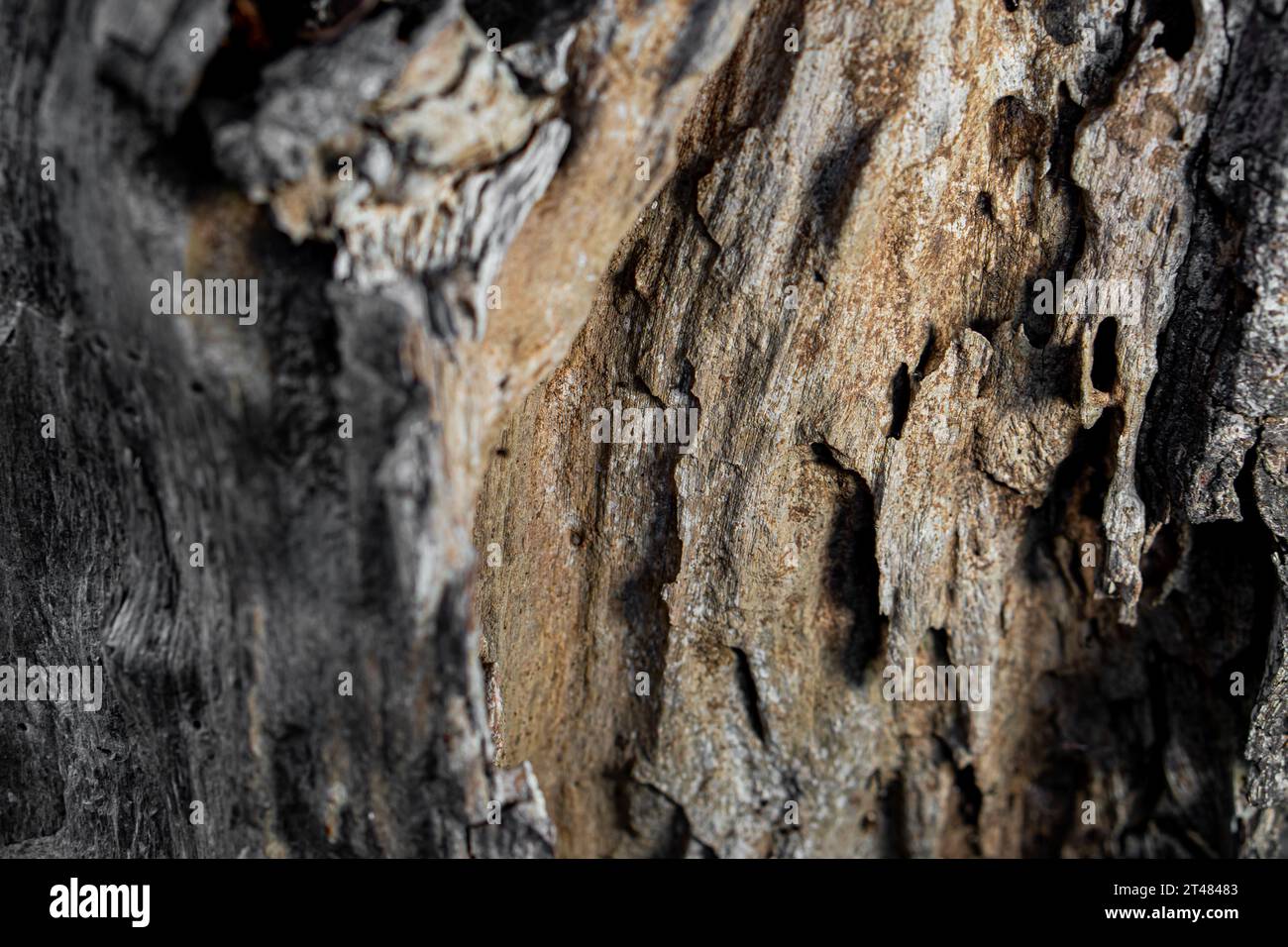 dry tree bark texture and background Stock Photo - Alamy