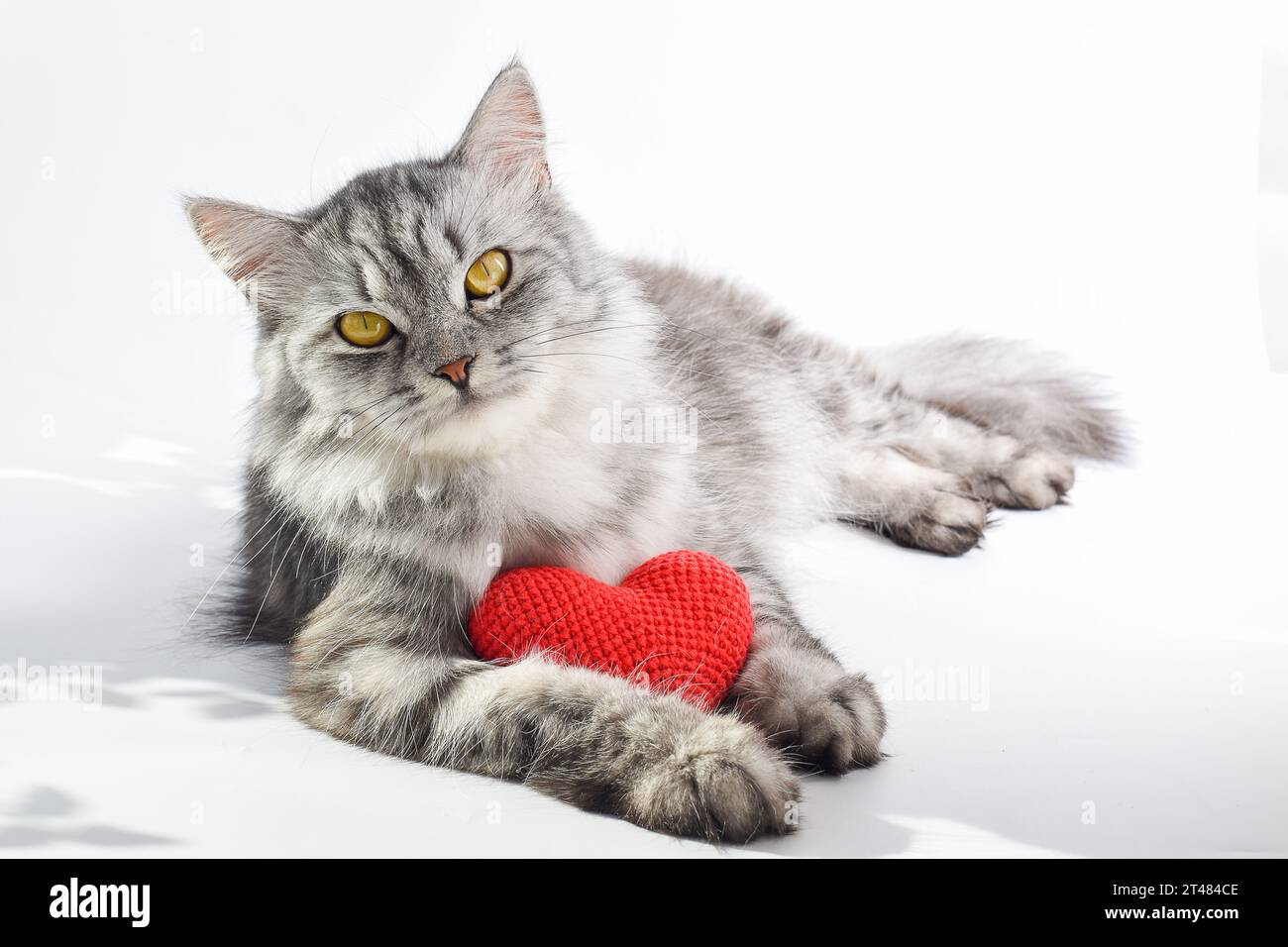 Grey cat toy heart hi-res stock photography and images - Alamy
