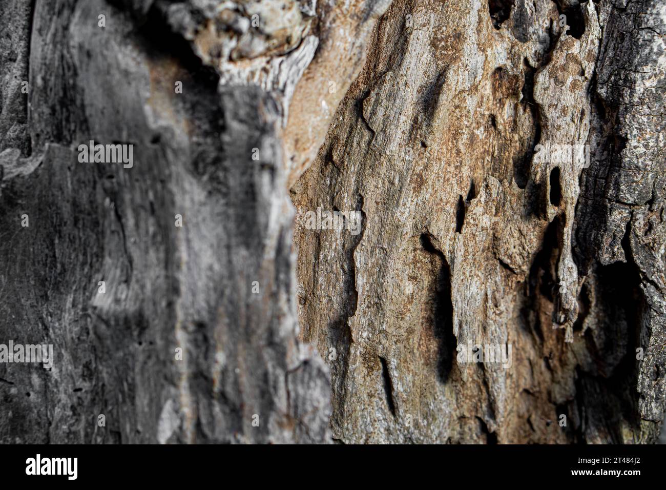 dry tree bark texture and background Stock Photo - Alamy