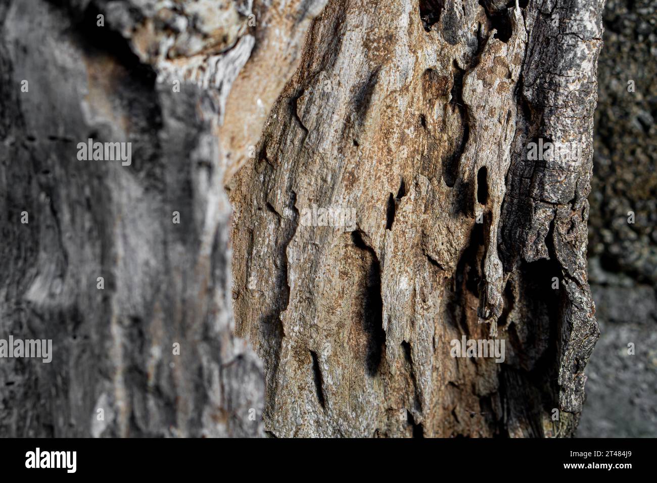 dry tree bark texture and background Stock Photo - Alamy