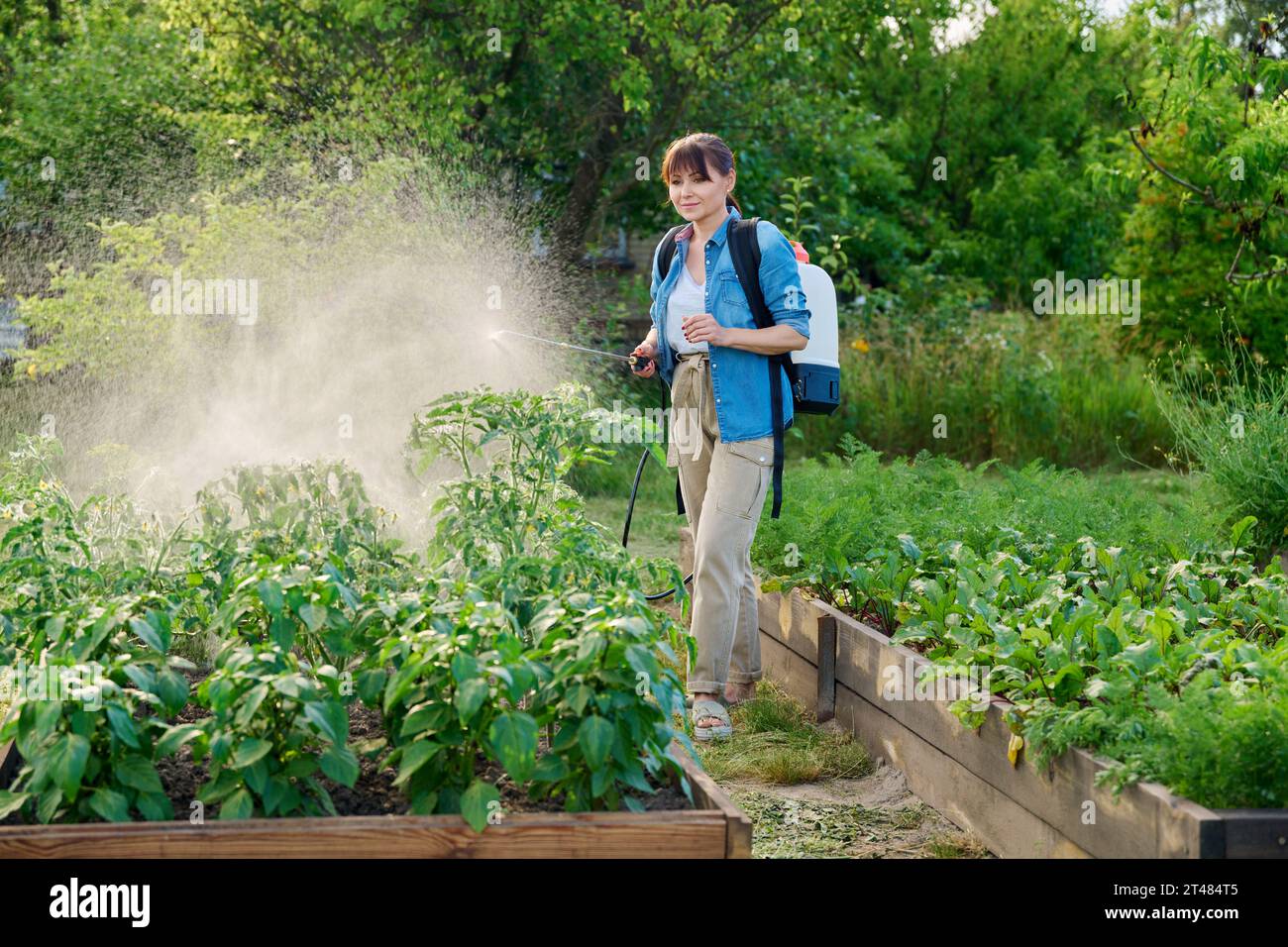 Gardener woman with spray backpack spraying tomato plants in garden ...
