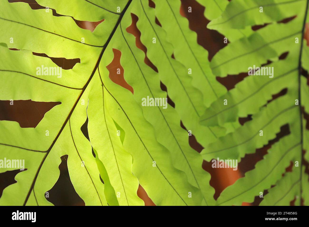 Amazon plant hi-res stock photography and images - Alamy