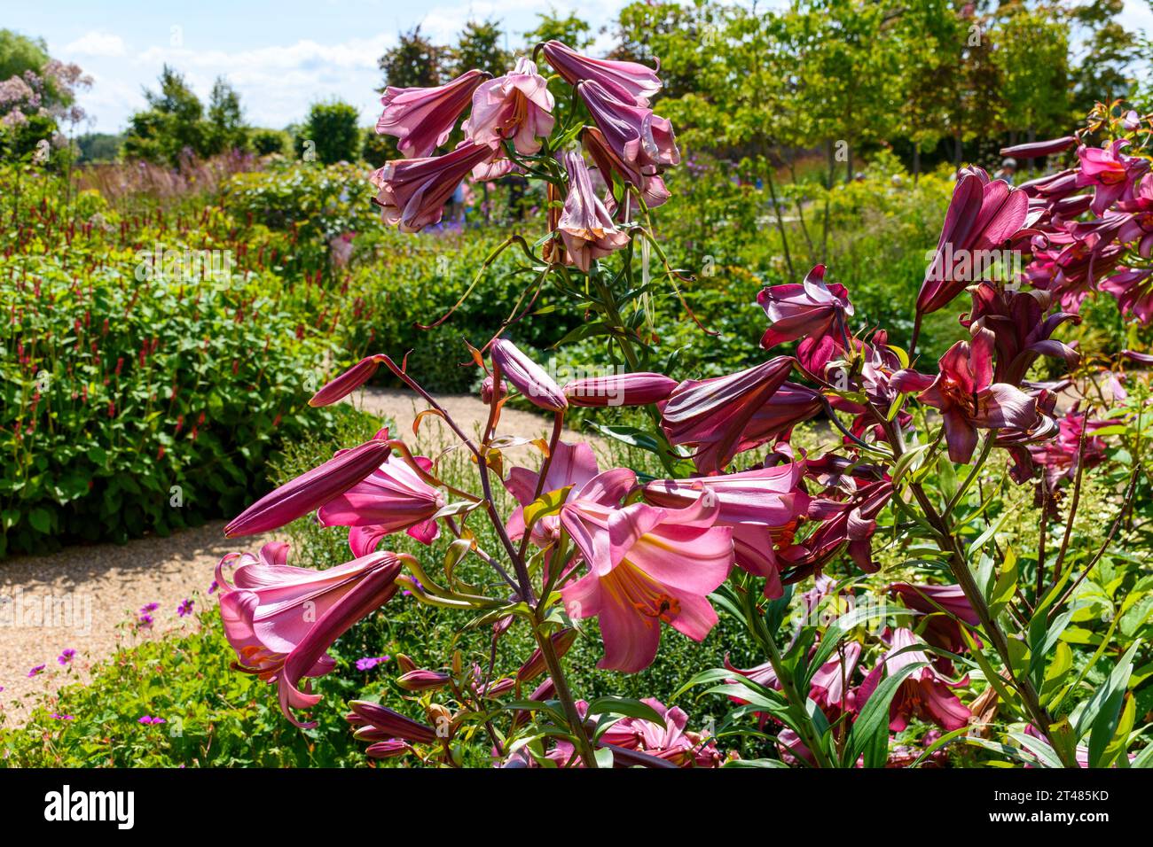 Lilium 'Pink Perfection' (Trumpet Lily) at the RHS Bridgewater gardens ...