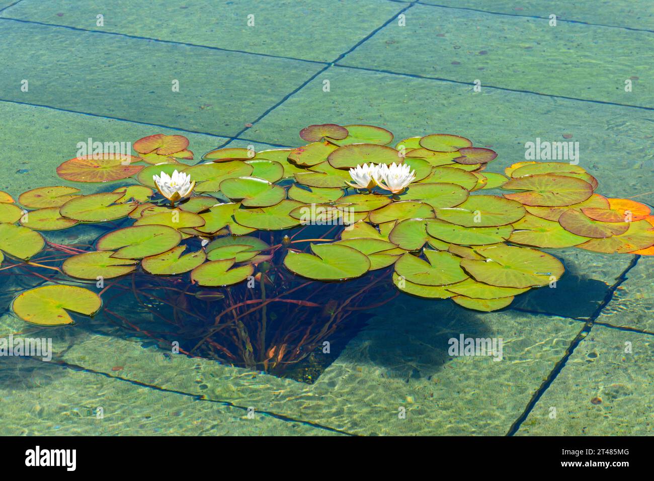 The Lily Pond in the Paradise Garden area of the Weston Walled Garden ...