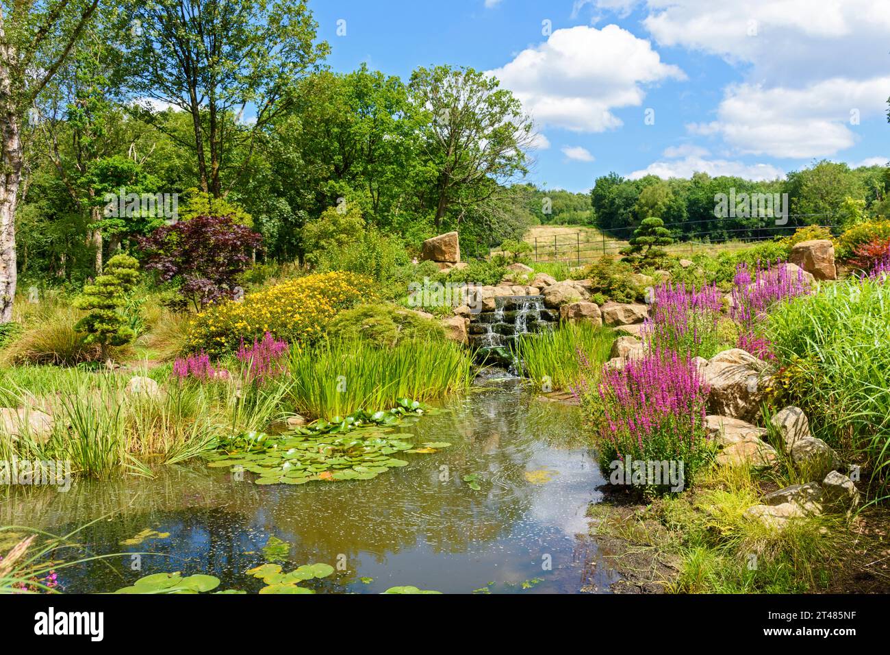 The Chinese Streamside garden at the RHS Bridgewater gardens, Worsley ...