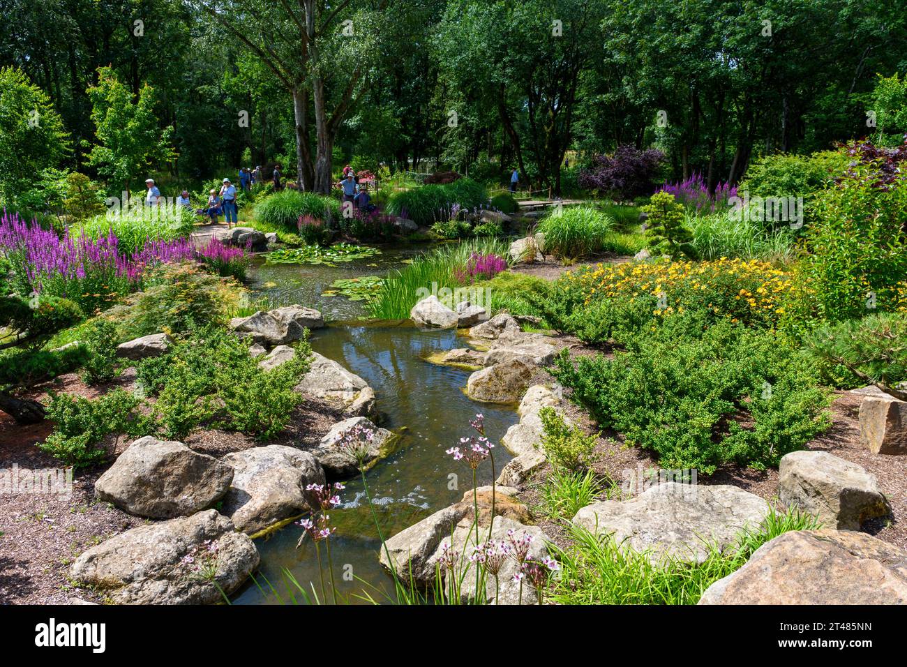 The Chinese Streamside garden at the RHS Bridgewater gardens, Worsley ...