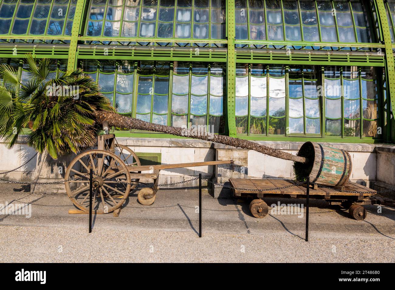 Palm tree in a barrel in front of the Botanical House "House in the ...