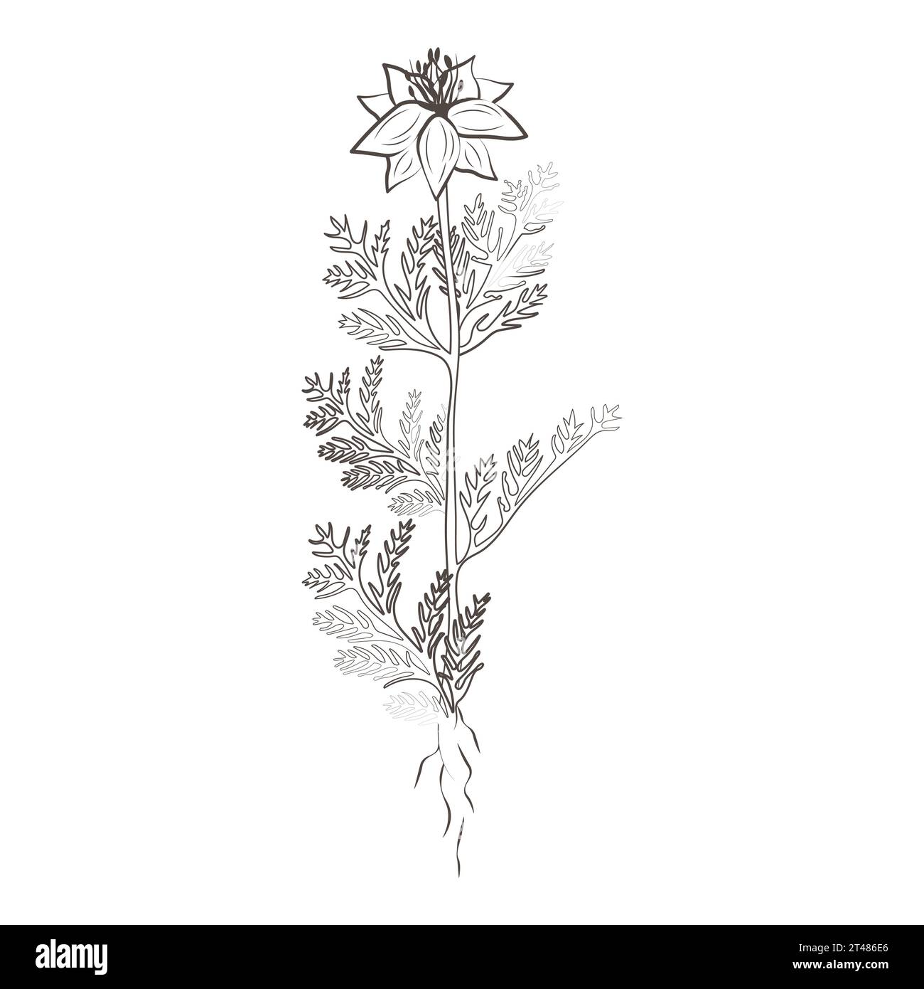 Medicinal plants cumin, hand drawn vector transparent background Stock ...