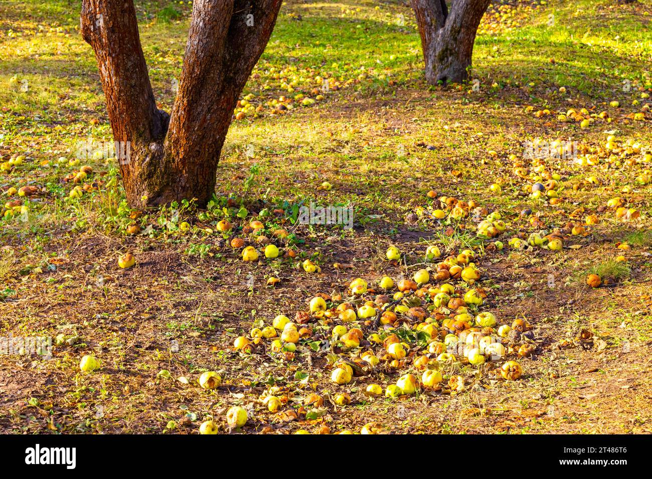 apples fallen from a tree lie on the ground Stock Photo - Alamy
