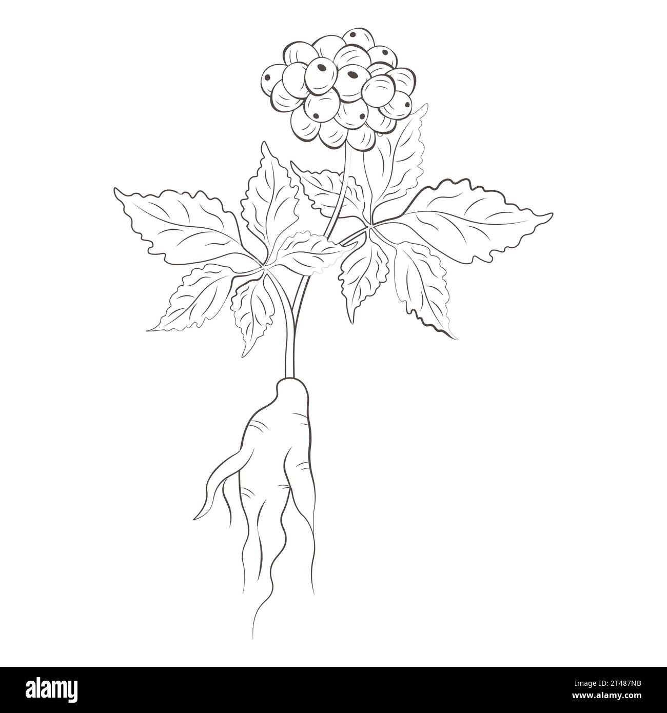 Medicinal plants ginseng root hand drawn vector transparent background ...