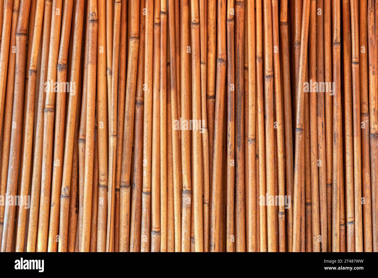 reed, cane dried straw natural texture, design elements for backdrops ...