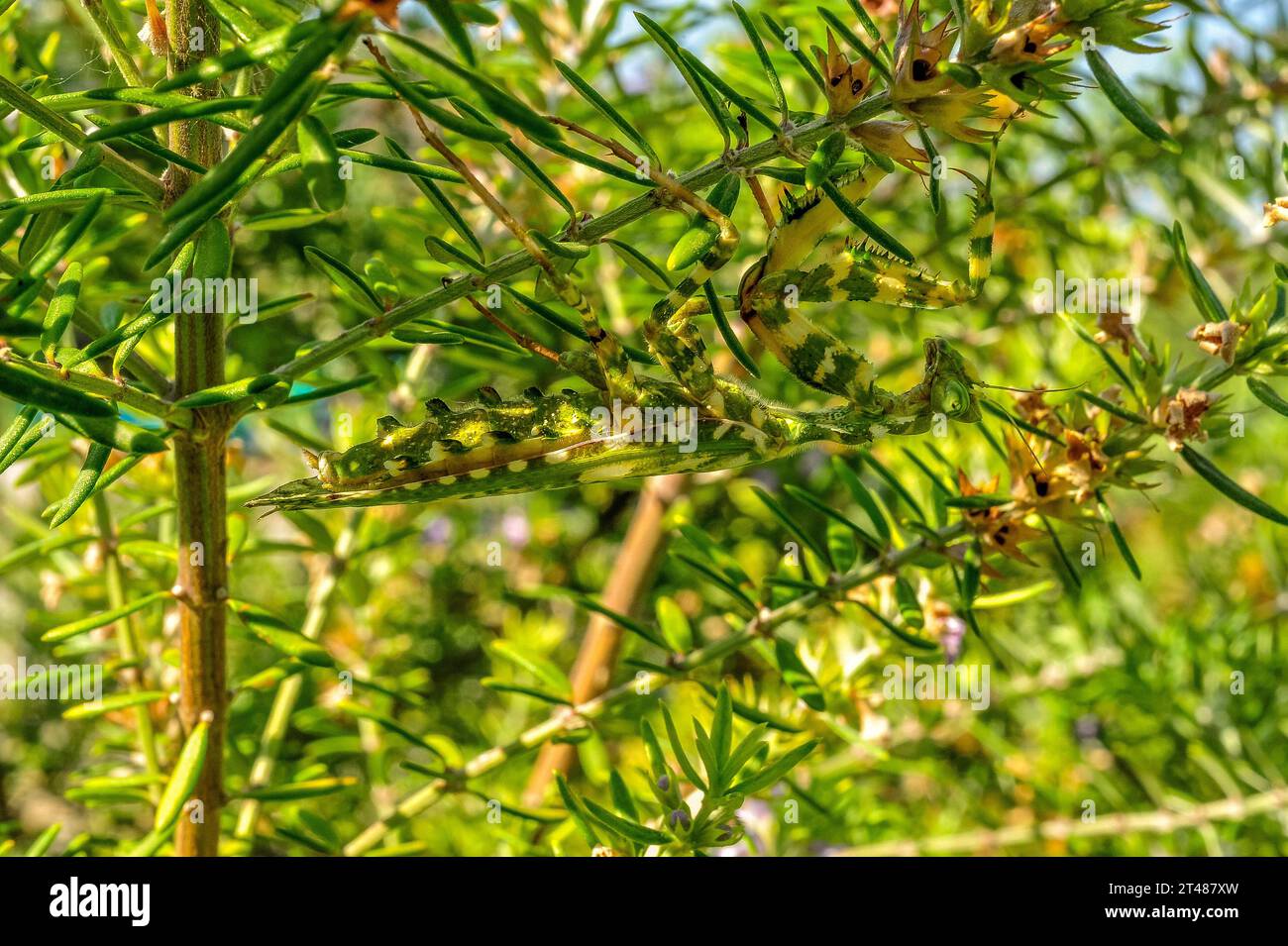 Animal, Insect, Praying, Mantis, Blepharopsis mendica, Hiding in plain ...