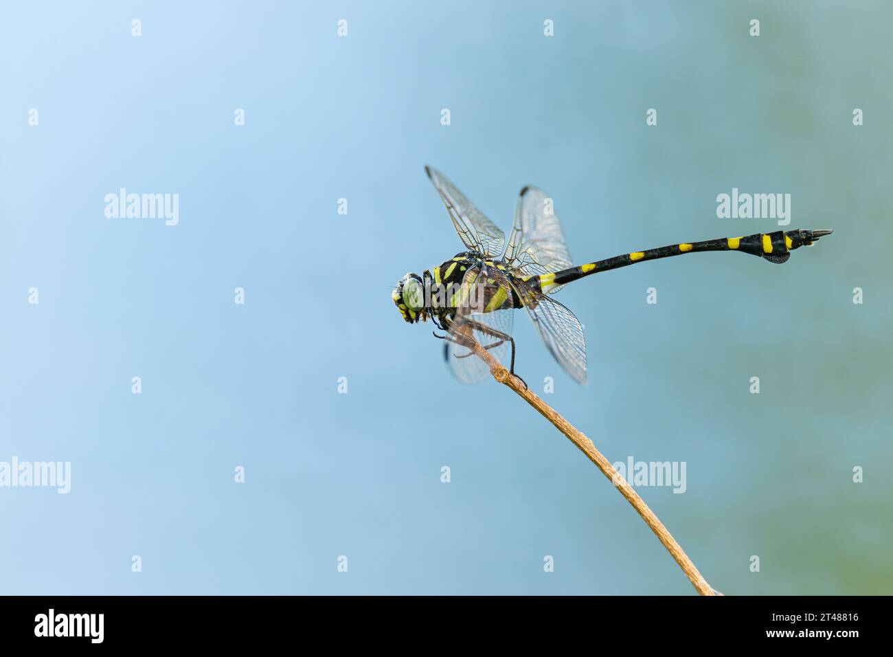 Water glider insect hi-res stock photography and images - Alamy