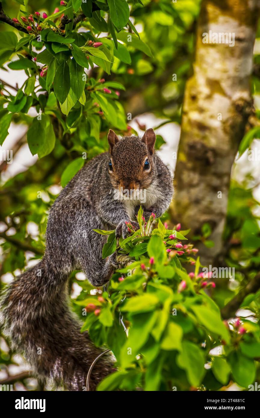 Grey squirrel tree hi-res stock photography and images - Alamy