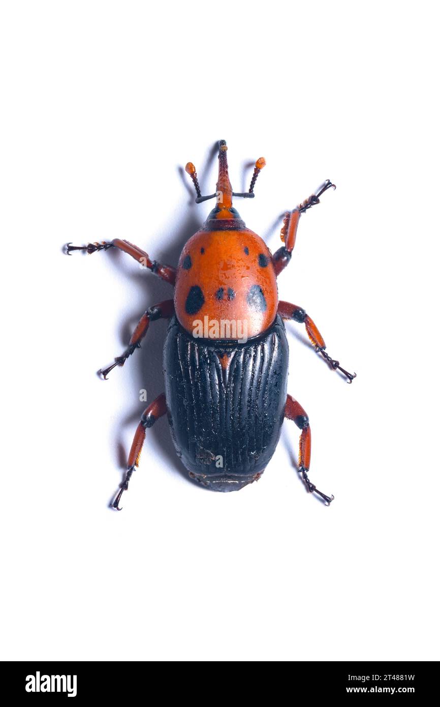 Top view of Palm Weevil isolated on white background Stock Photo - Alamy
