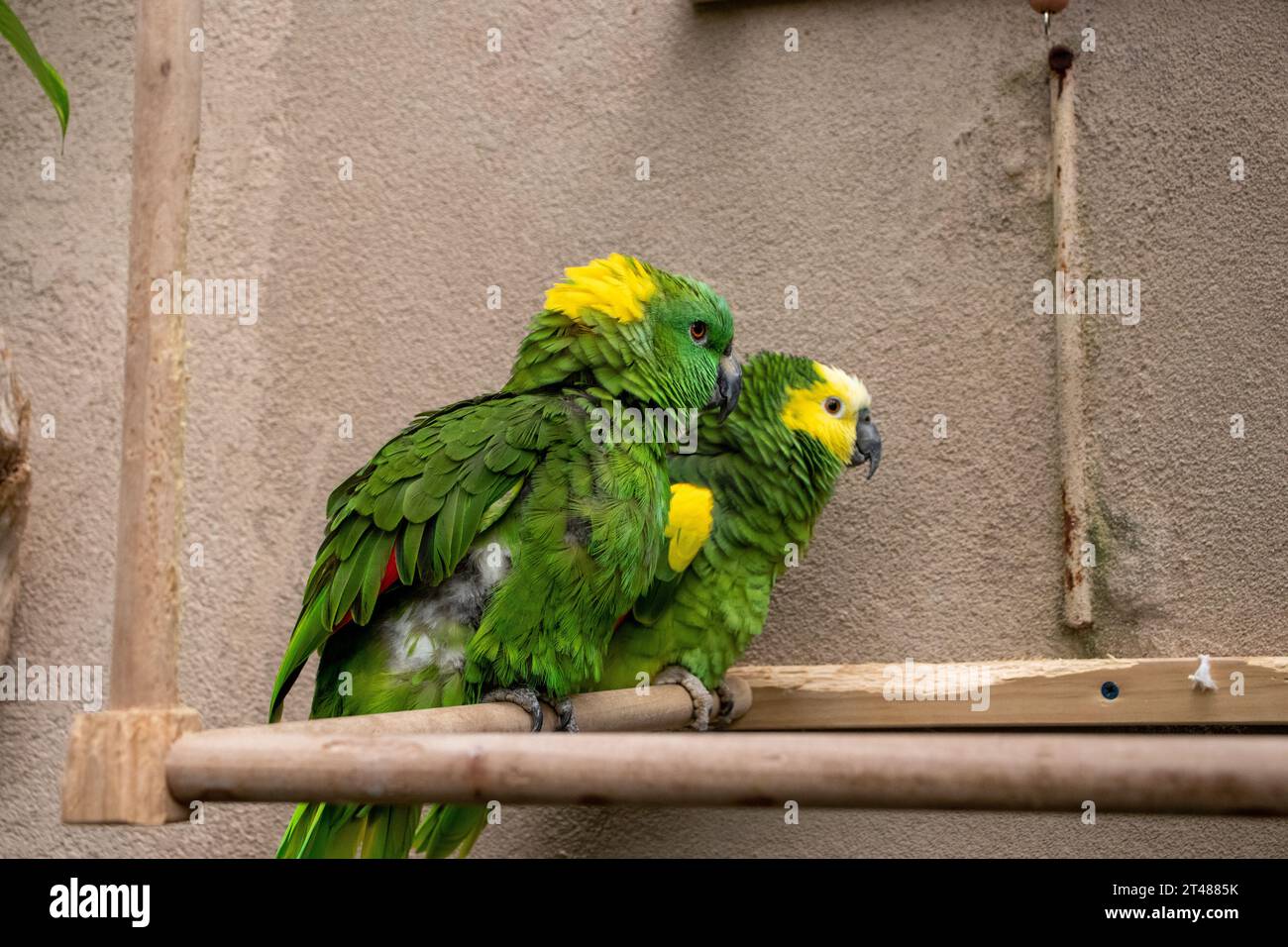 Blue Green conure birds cuddling in zoo exhibit . High quality photo ...