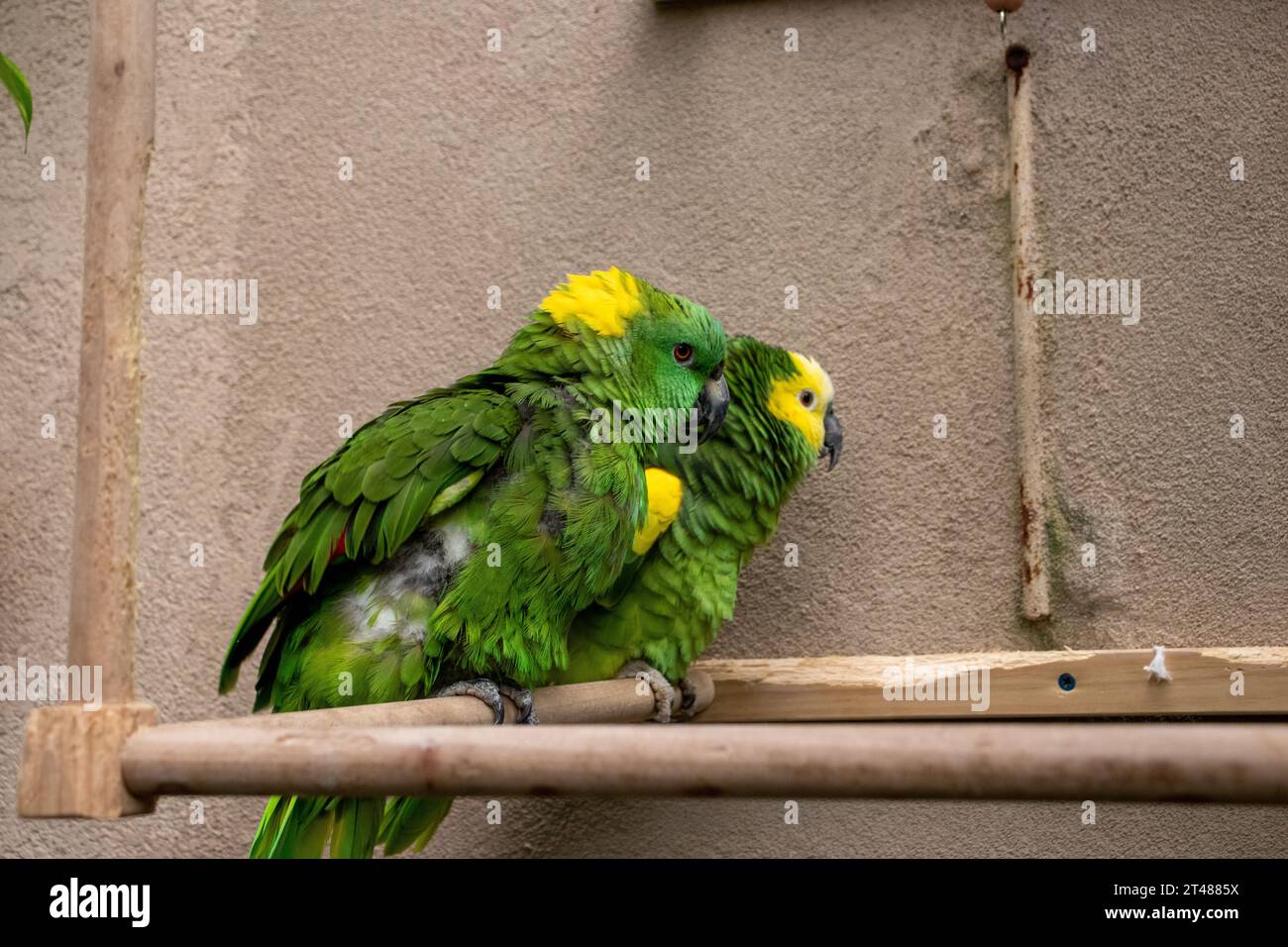 Blue crowned conure birds hi-res stock photography and images - Alamy