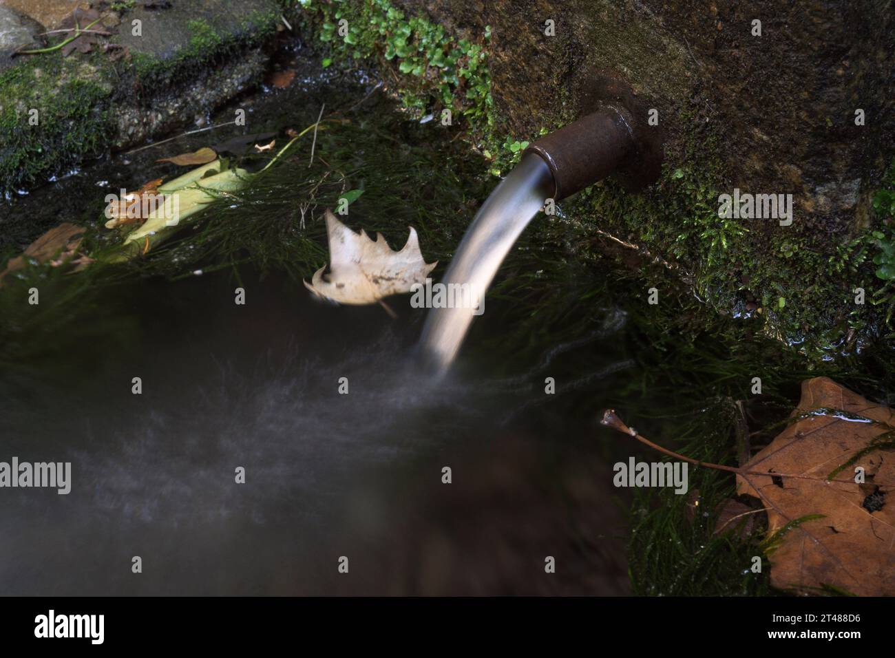 Fresh water fountain with autumn leaves moss and algae for drinking and ...