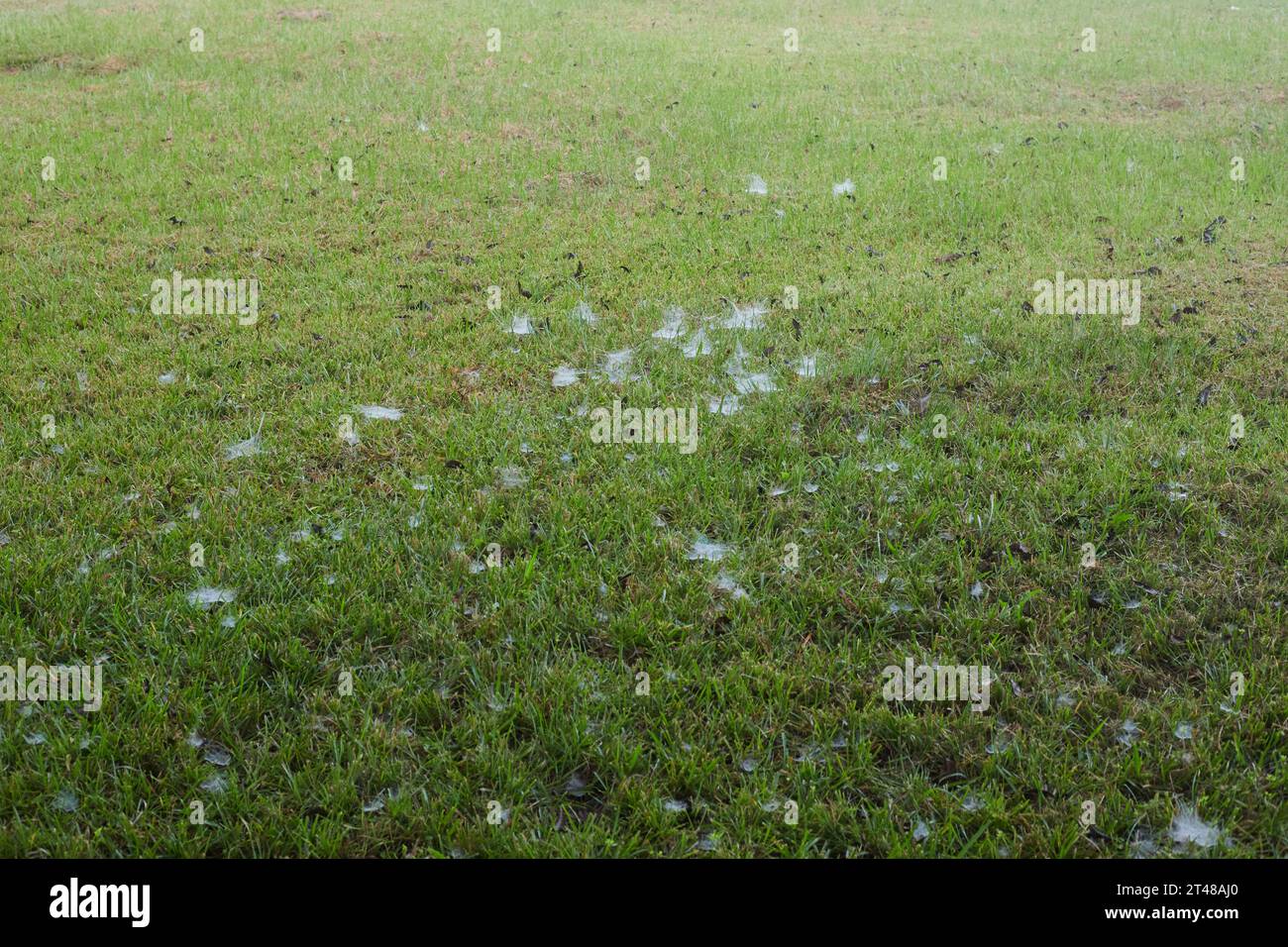 Spider webs over the lawn on a foggy Fall morning, creepy!!! Stock ...