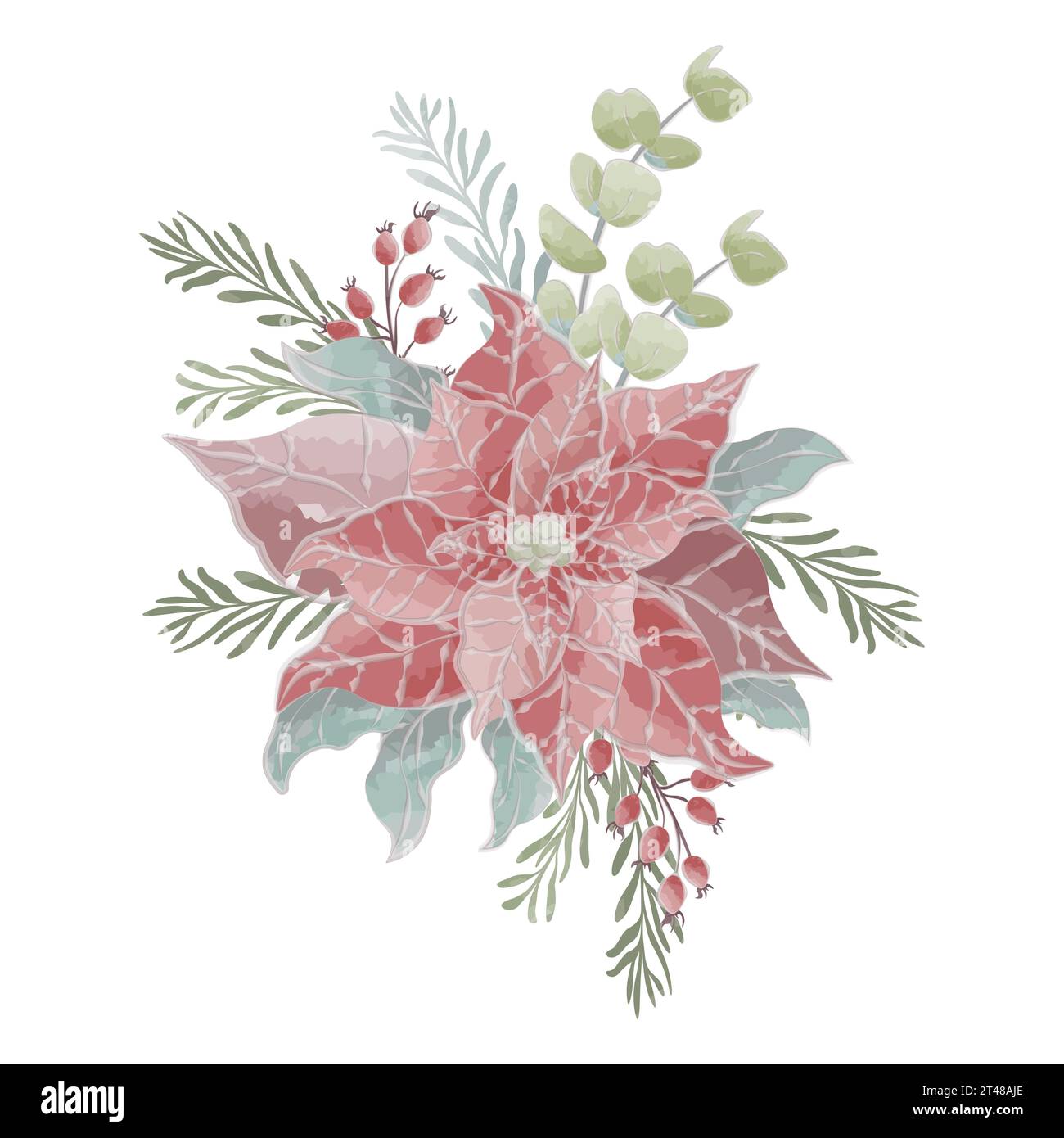 Christmas rose botanical drawing Cut Out Stock Images & Pictures - Alamy