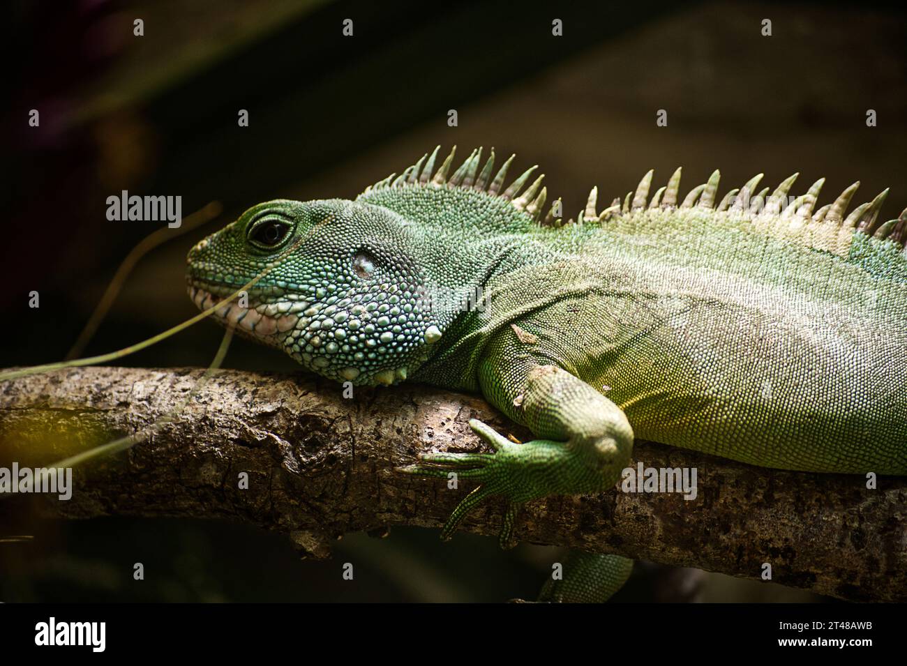 Reptilien reptilien zoo hi-res stock photography and images - Alamy