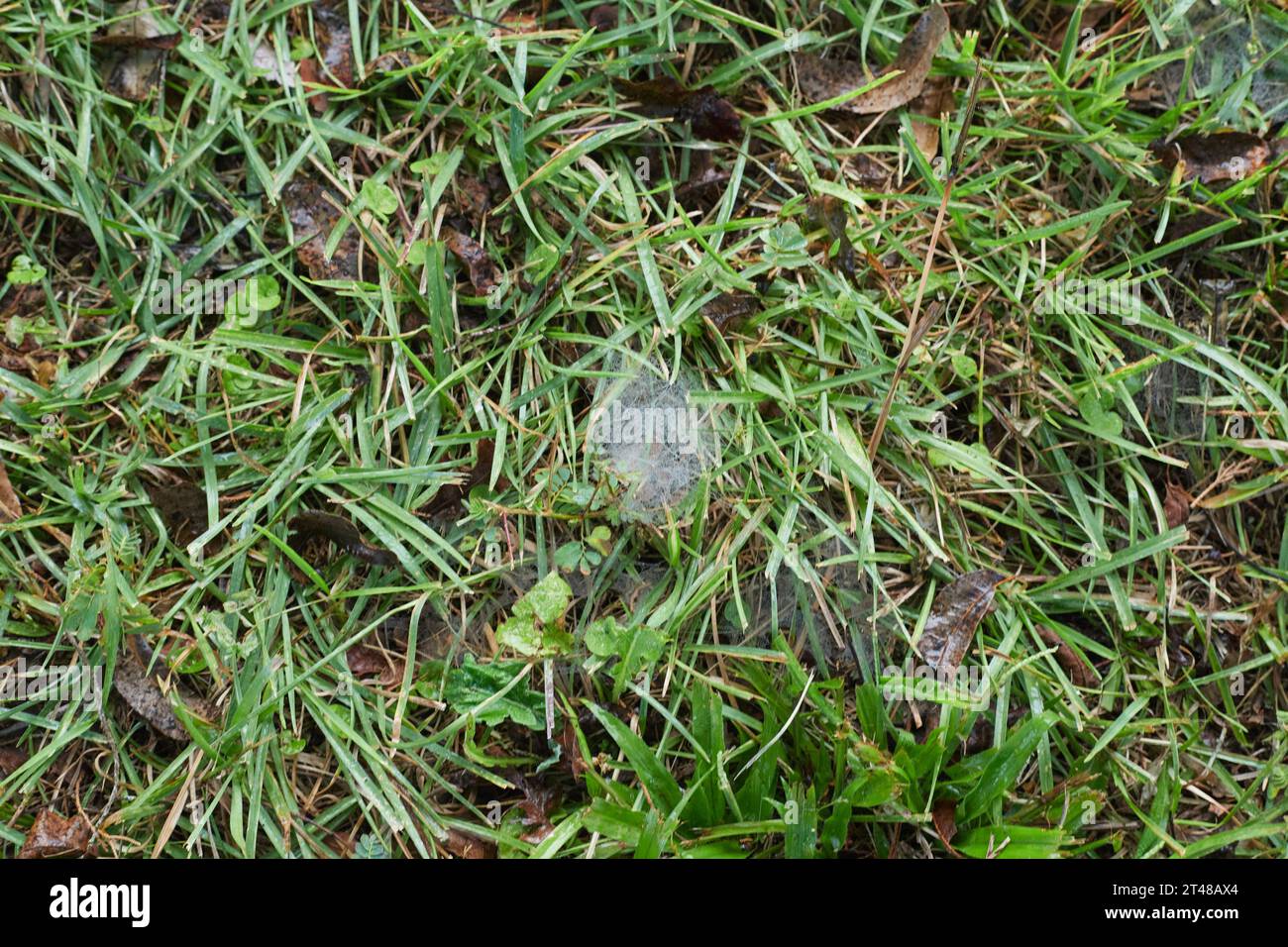 Spider webs over the lawn on a foggy Fall morning, creepy!!! Stock ...