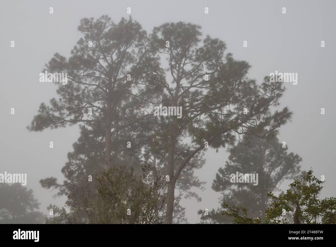 Foggy Sunday morning in Fall,Autumn just before Halloween,Spooky ...